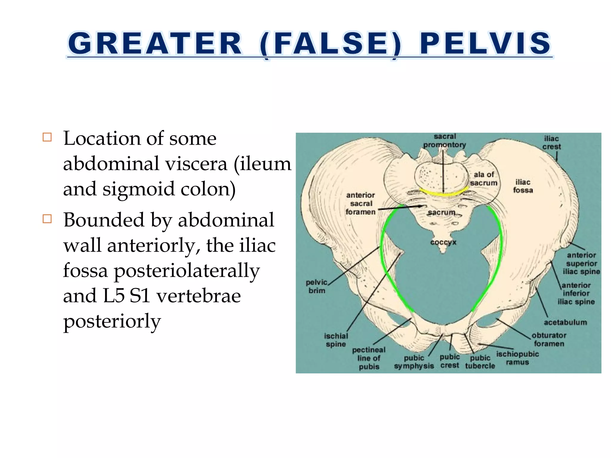CLINICAL ANATOMY OF PELVIS | PPT