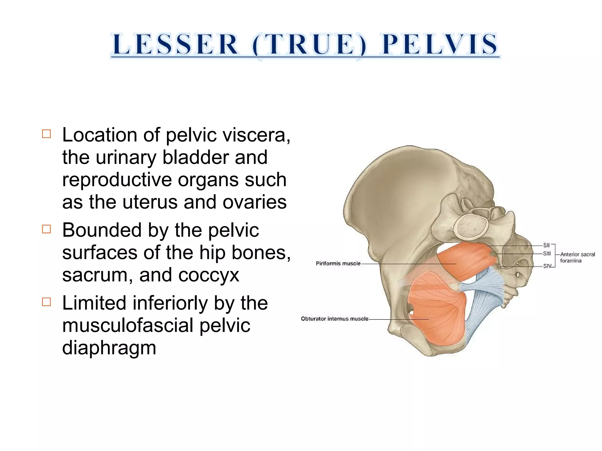 CLINICAL ANATOMY OF PELVIS | PPT