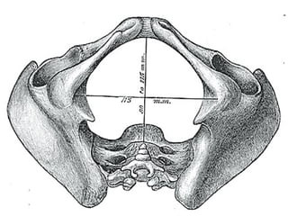 CLINICAL ANATOMY OF PELVIS | PPT