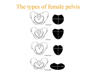 CLINICAL ANATOMY OF PELVIS | PPT
