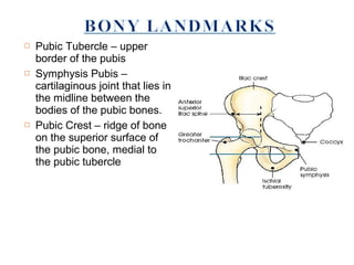 CLINICAL ANATOMY OF PELVIS | PPT