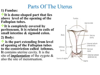 CLINICAL ANATOMY OF PELVIS | PPT