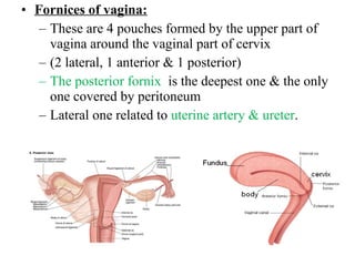 CLINICAL ANATOMY OF PELVIS | PPT