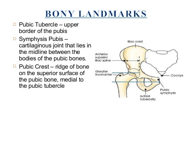 CLINICAL ANATOMY OF PELVIS