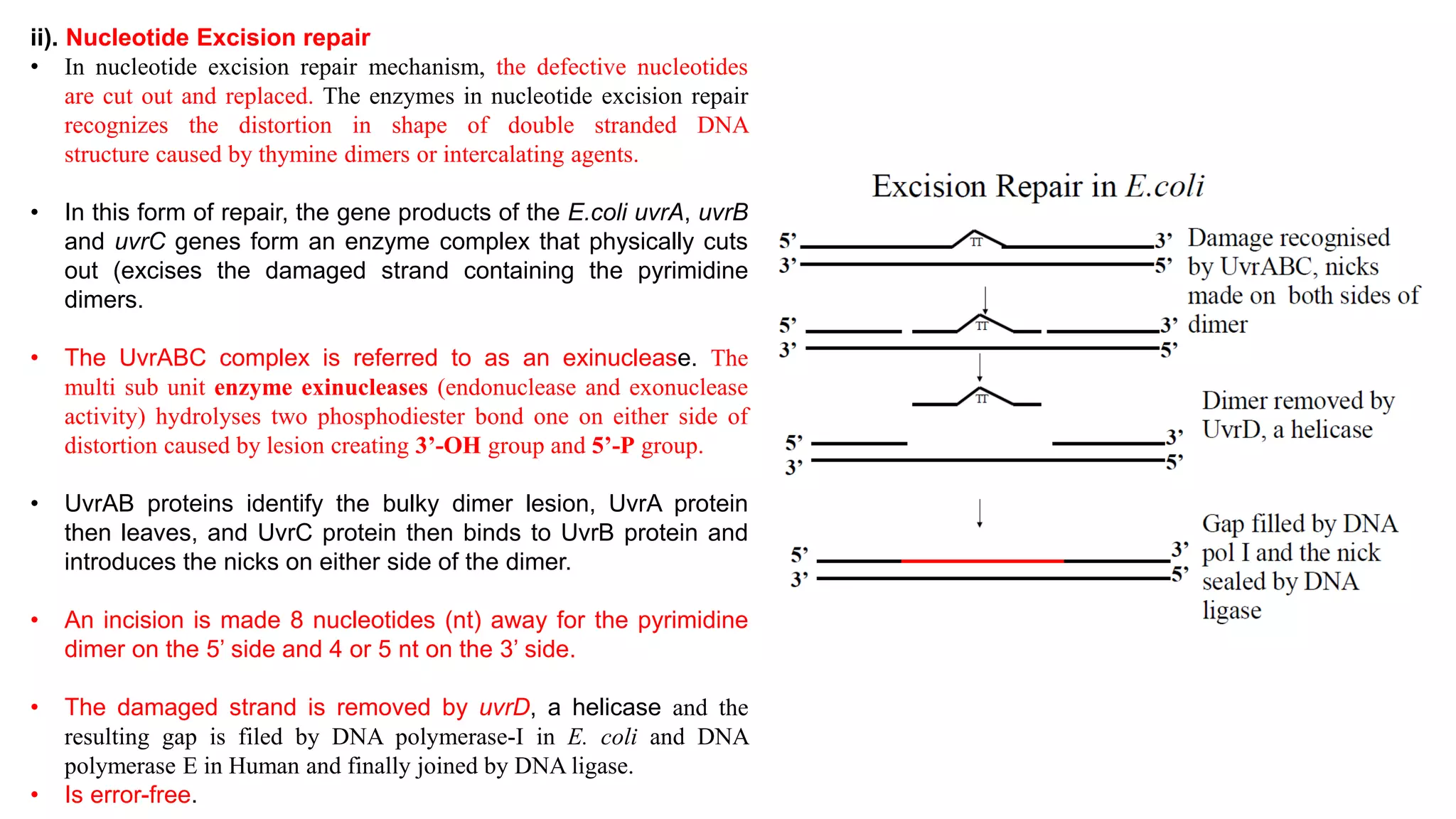 Lecture DNA repair - Part-1_slideshare.pdf