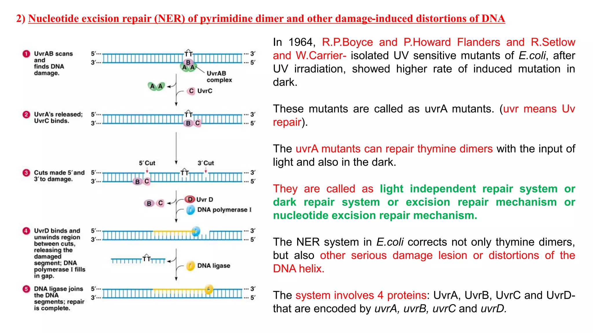 Lecture DNA repair - Part-1_slideshare.pdf