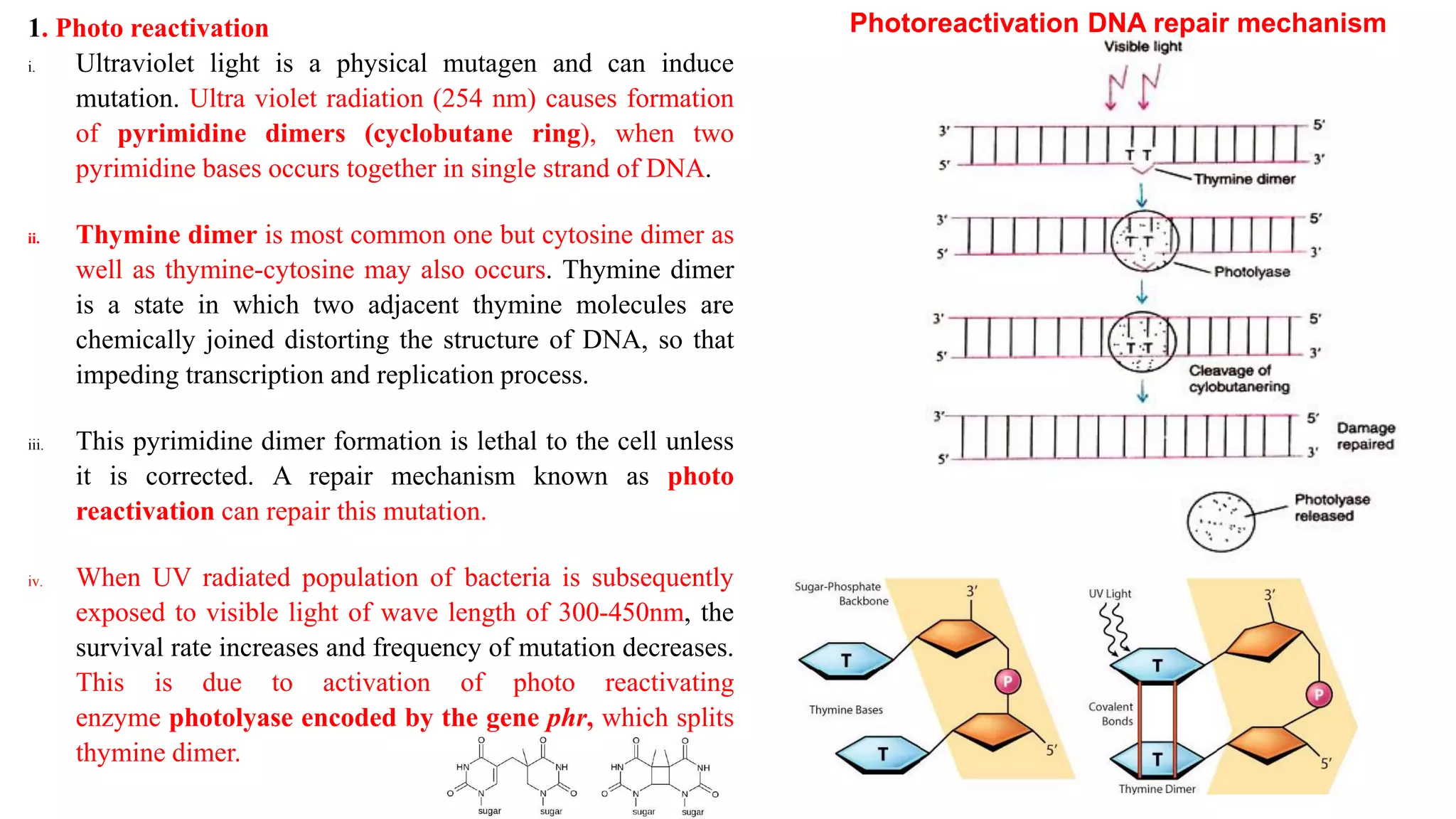 Lecture DNA repair - Part-1_slideshare.pdf