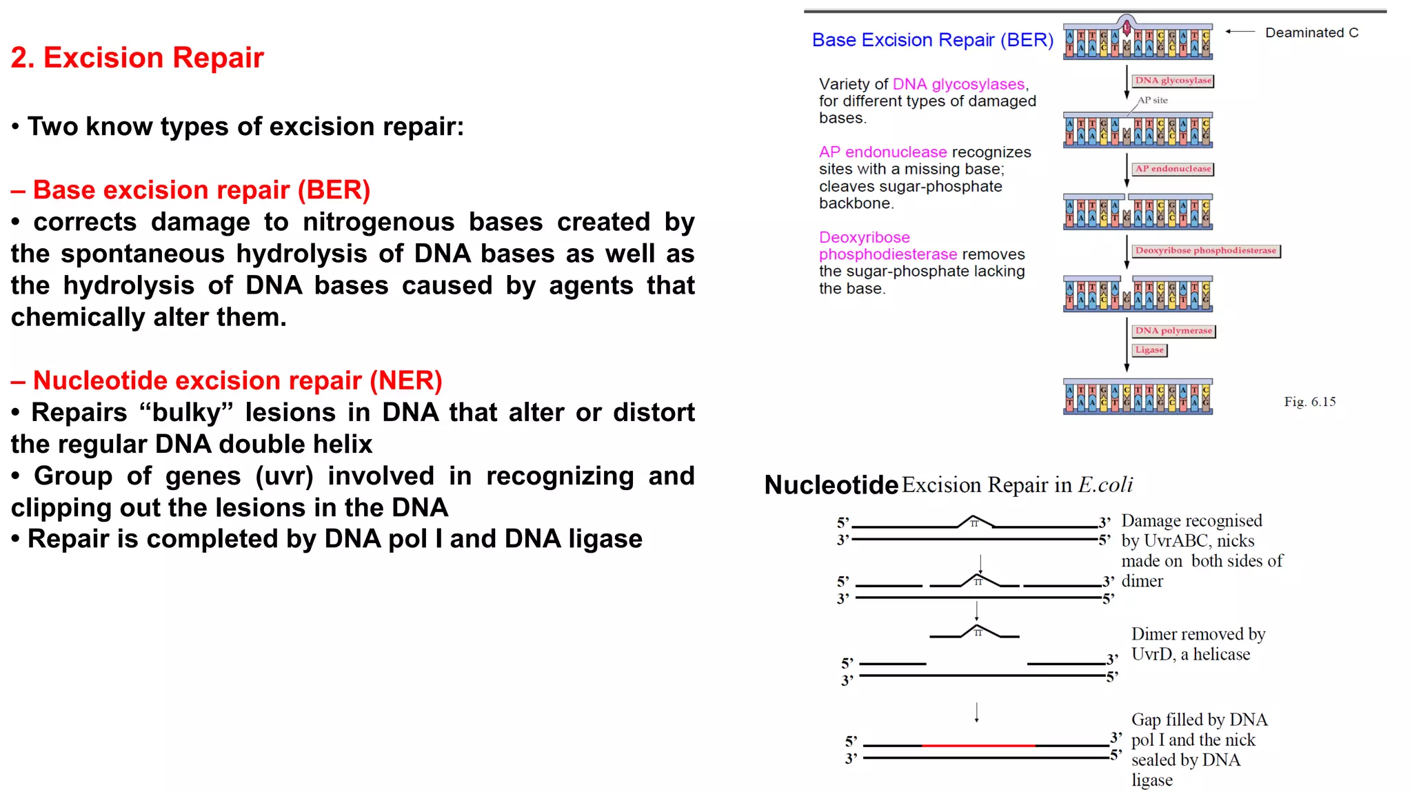 Lecture DNA repair - Part-1_slideshare.pdf