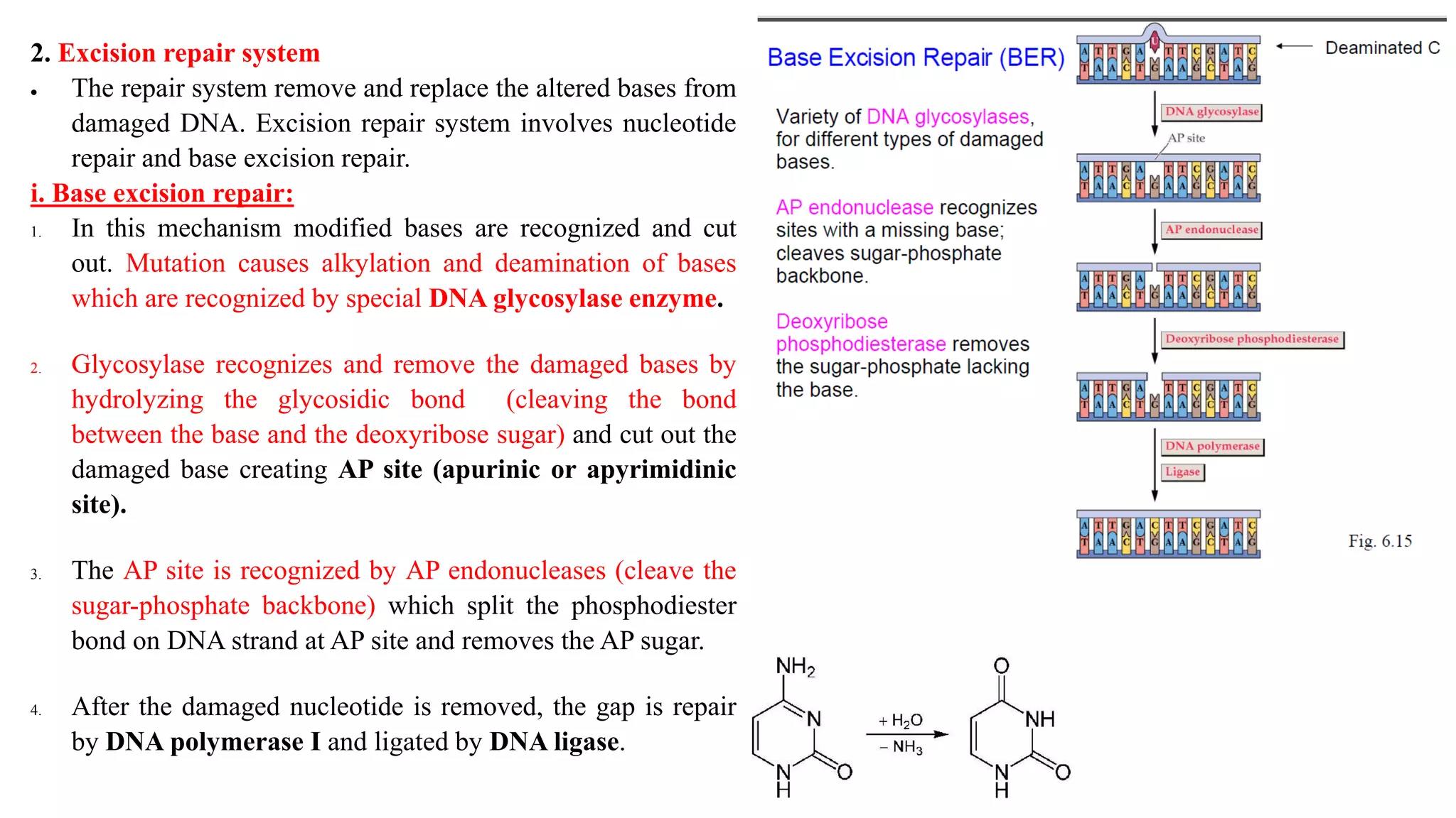 Lecture DNA repair - Part-1_slideshare.pdf