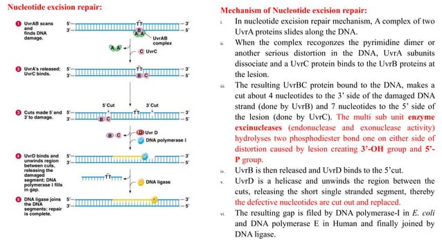 Lecture DNA repair - Part-1_slideshare.pdf | Chemistry | Science