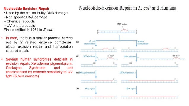 Lecture DNA repair - Part-1_slideshare.pdf | Chemistry | Science