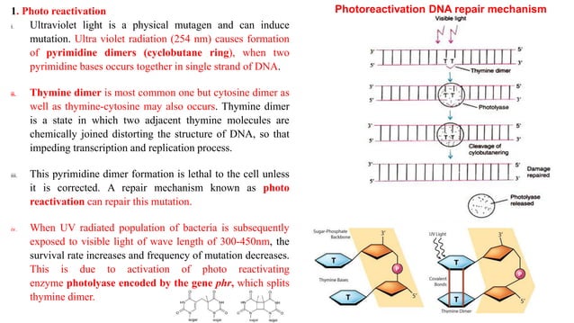 Lecture DNA repair - Part-1_slideshare.pdf | Chemistry | Science