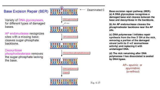 Lecture DNA repair - Part-1_slideshare.pdf | Chemistry | Science