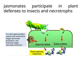 Lecture 10 jasmonic acid signalling regulation | PPTX