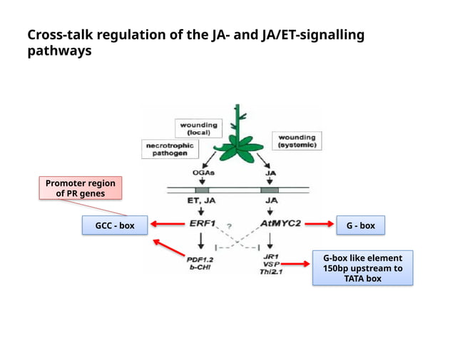 Lecture 10 jasmonic acid signalling regulation | PPTX