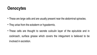 Excretory system of insects and their details | PPTX