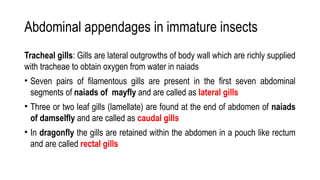 Abdomen- structure and appendages including external genitalia | PPTX