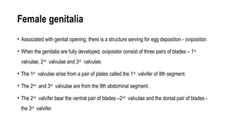 Abdomen- structure and appendages including external genitalia | PPTX