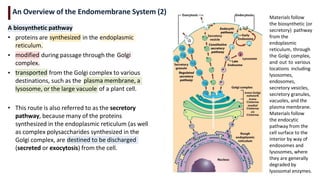 Lecture 10 - Endoplasmic Reticulum for biology major study | PDF