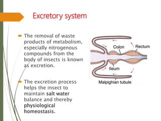 Inscet excretory system | PPTX