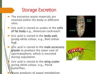 Inscet excretory system | PPTX