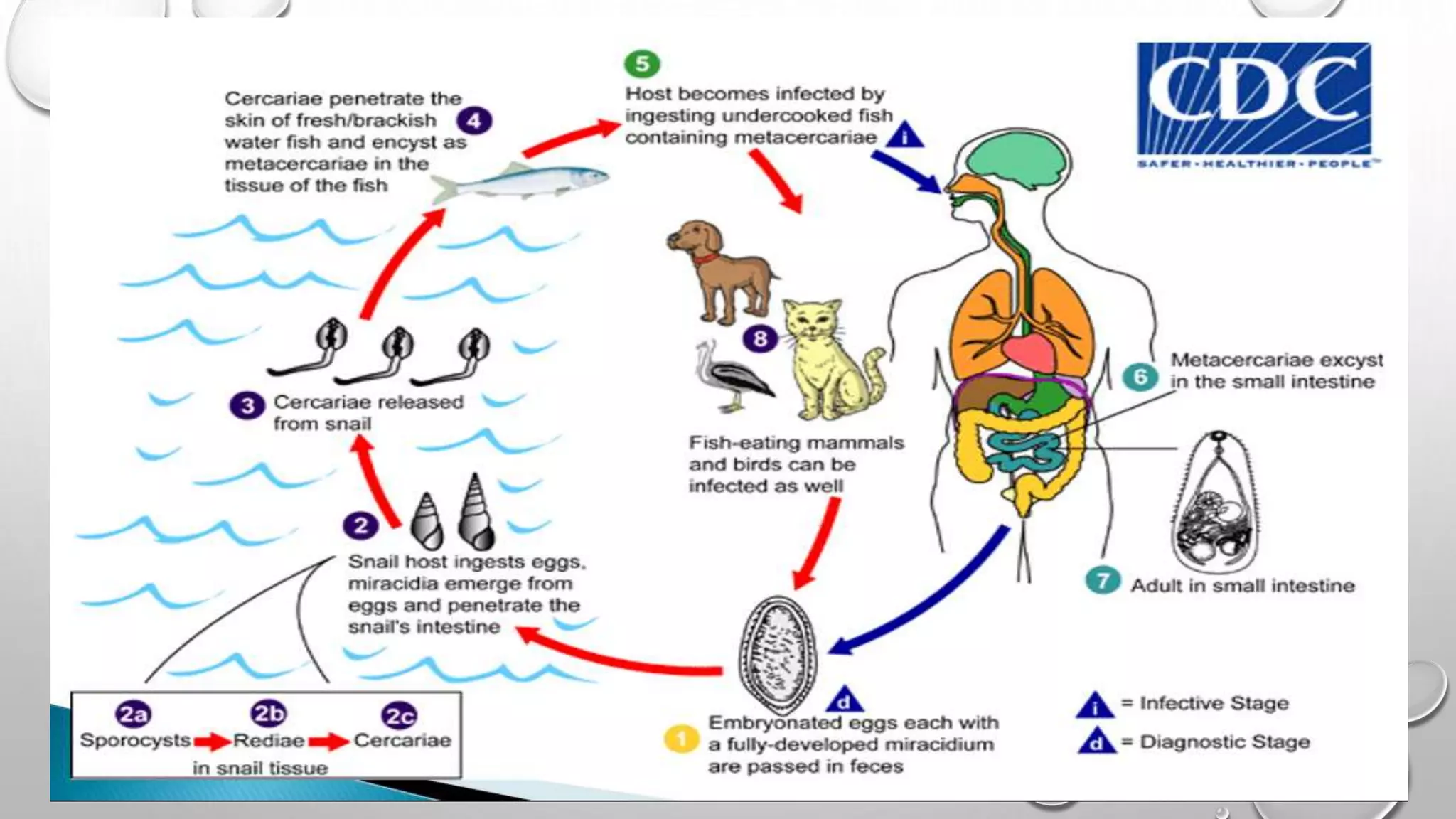 lecture10-Heterophyiasis (1).pptx