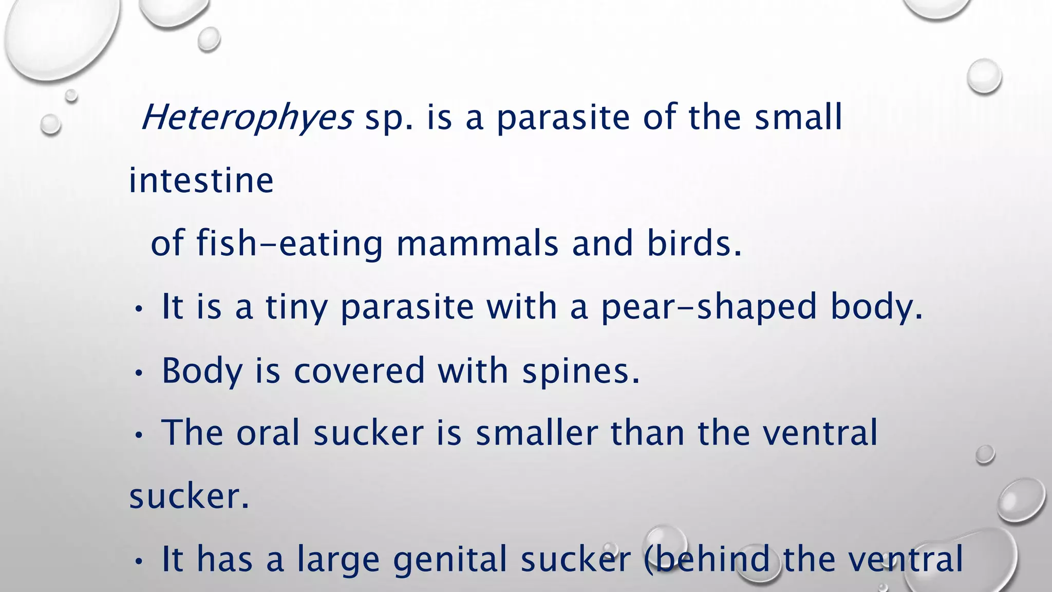 lecture10-Heterophyiasis (1).pptx