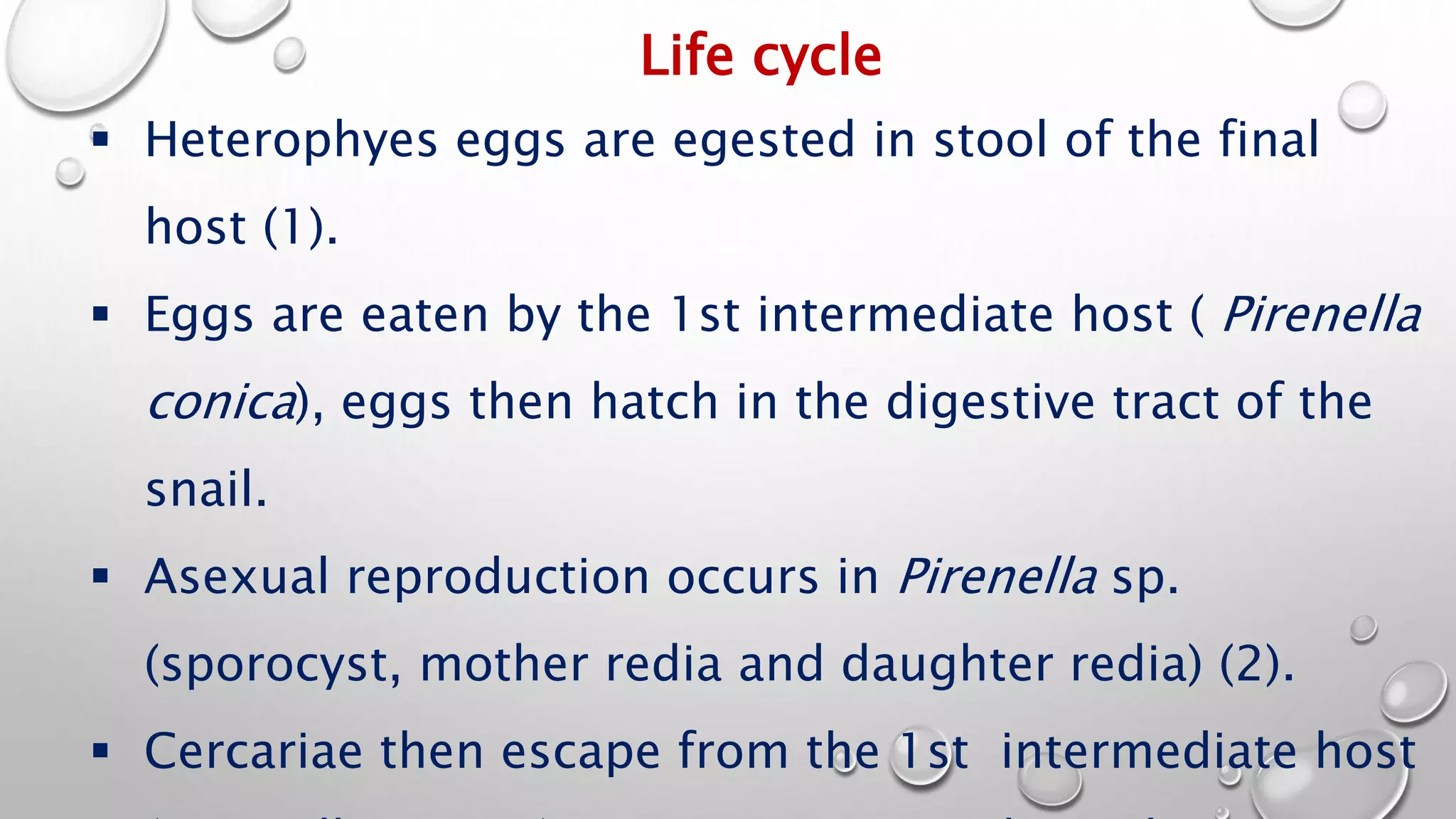 lecture10-Heterophyiasis (1).pptx