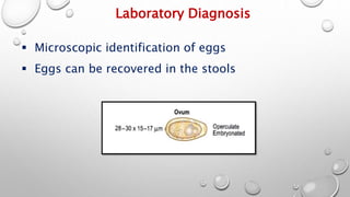 lecture10-Heterophyiasis (1).pptx