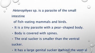 lecture10-Heterophyiasis (1).pptx
