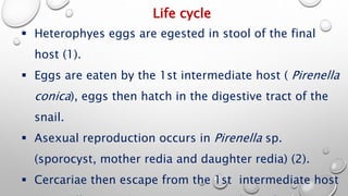 lecture10-Heterophyiasis (1).pptx | Digestive Disorders | Diseases and ...