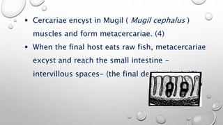 lecture10-Heterophyiasis (1).pptx | Digestive Disorders | Diseases and ...