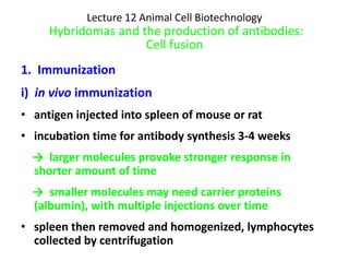 Lecture 10 hybridomas and the production of antibodies | PPTX