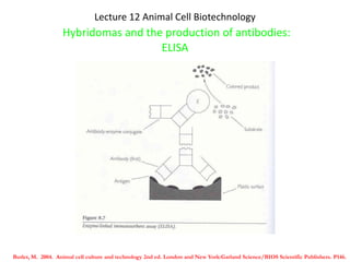 Lecture 10 hybridomas and the production of antibodies | PPTX