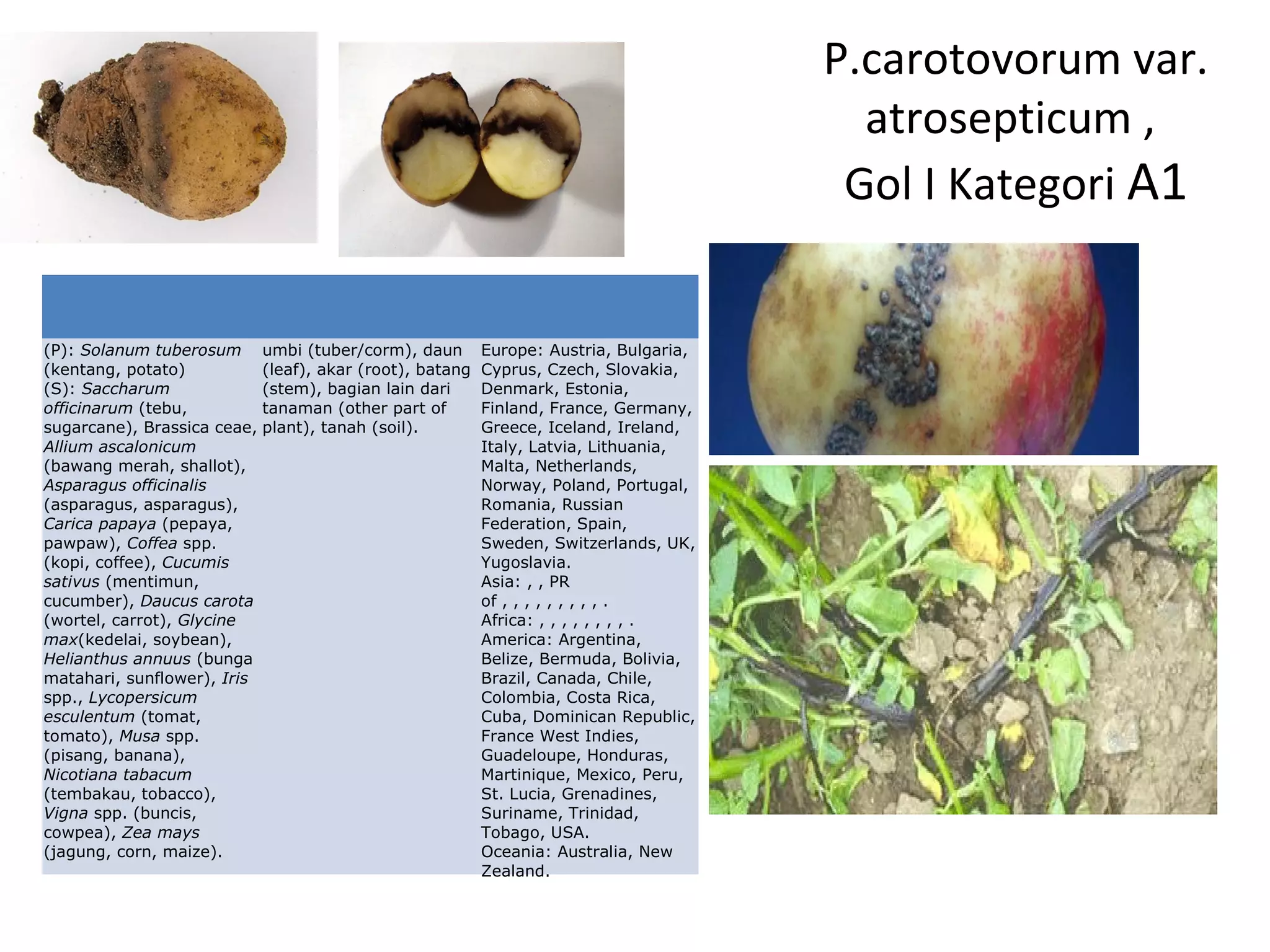 Lecture 10 jenis-jenis opt(k)- patogen | PPT