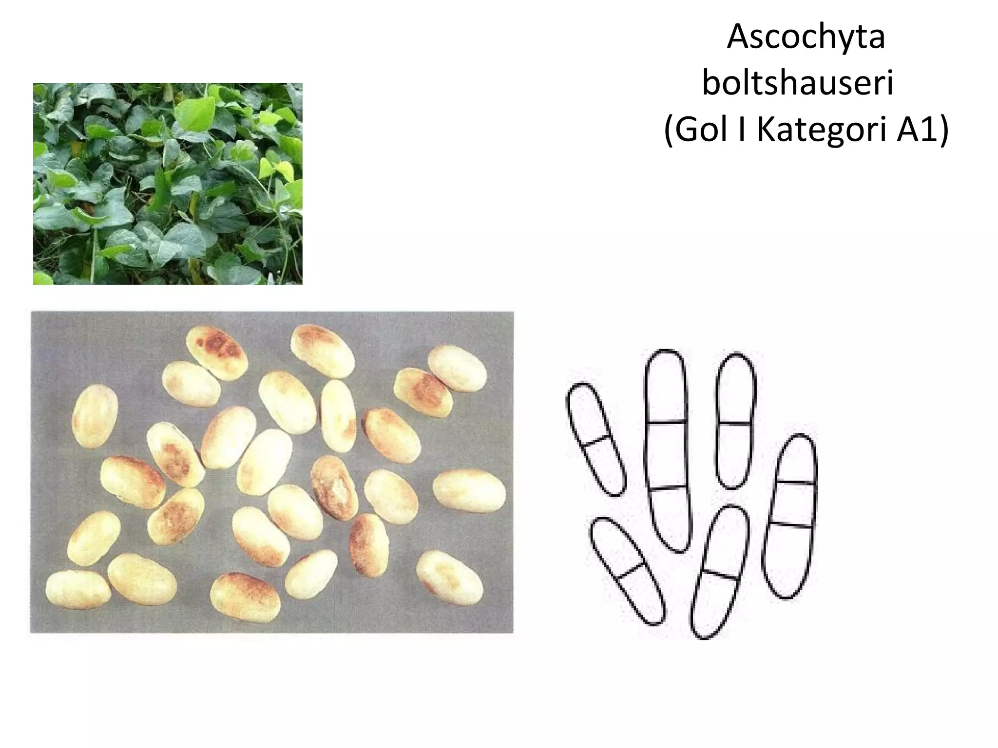 Lecture 10 jenis-jenis opt(k)- patogen | PPT