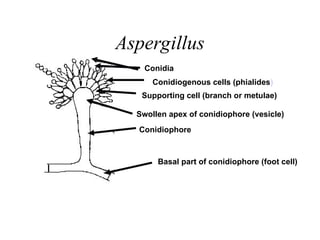 Lecture 10- Medical Mycoloy- Aspergillosis.ppt