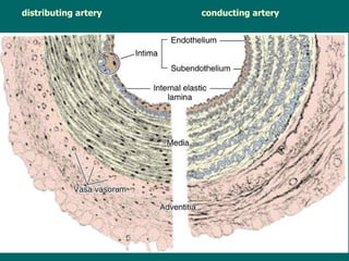 Lecture10 microscopic anatomy and embryology of the cardiovascular ...