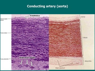 Lecture10 microscopic anatomy and embryology of the cardiovascular ...