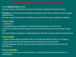Lecture10 microscopic anatomy and embryology of the cardiovascular ...