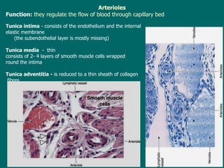 Lecture10 microscopic anatomy and embryology of the cardiovascular ...