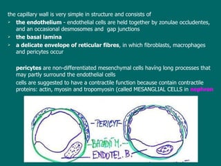 Lecture10 microscopic anatomy and embryology of the cardiovascular ...