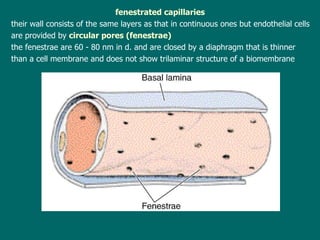 Lecture10 microscopic anatomy and embryology of the cardiovascular ...