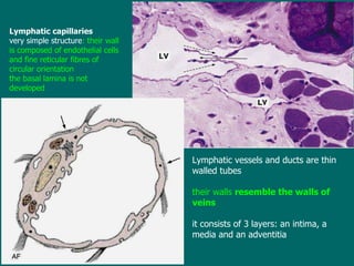 Lecture10 microscopic anatomy and embryology of the cardiovascular ...