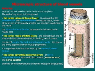 Lecture10 microscopic anatomy and embryology of the cardiovascular ...