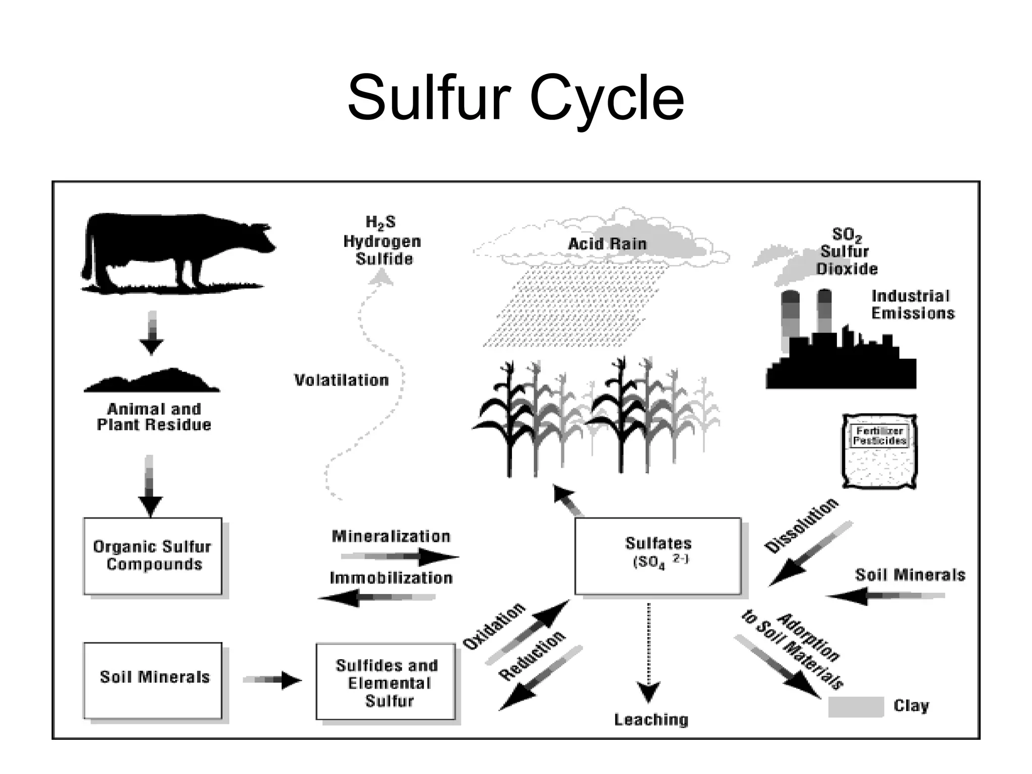 Lecture 10 - Sulfur cycling.ppt, reduction | PPT | Chemistry | Science