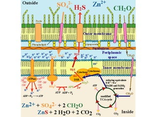 Lecture 10 - Sulfur cycling.ppt, reduction | PPT