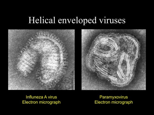 Lecture 10- Viruses.ppt
