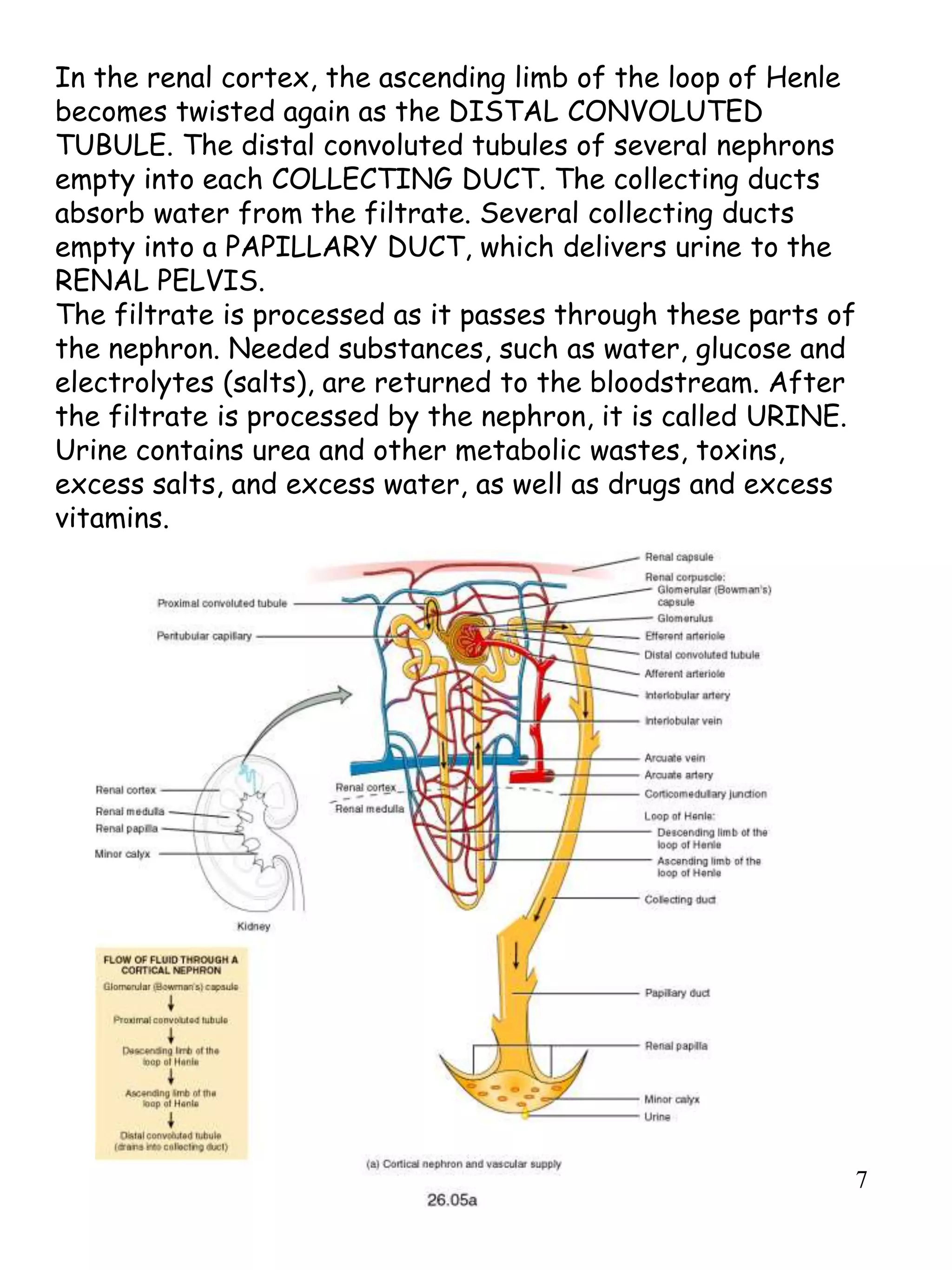 Lecture 10 and 11 urinary system | PPT