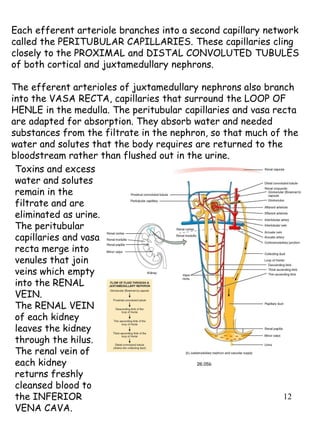 Lecture 10 and 11 urinary system | PPT